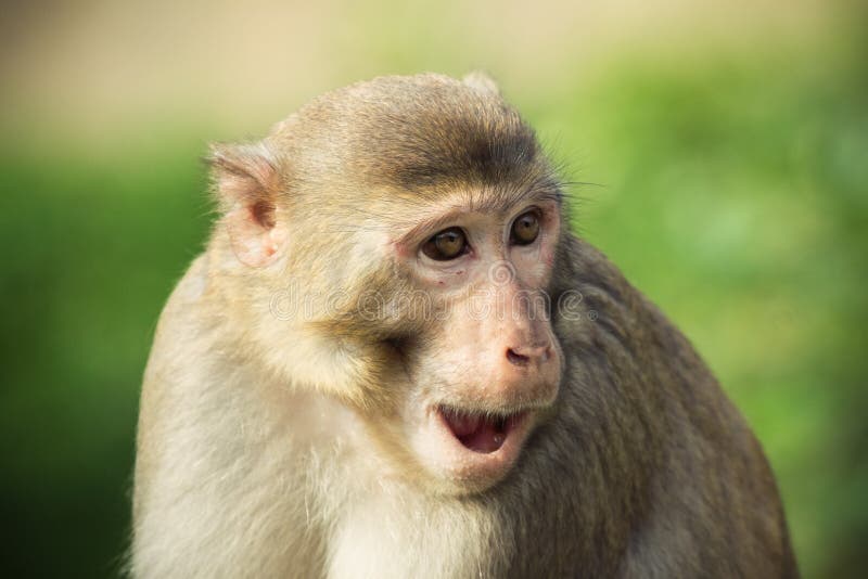 Happy Laughing Macaque Monkey Stock Photo - Image of happy, monkey ...