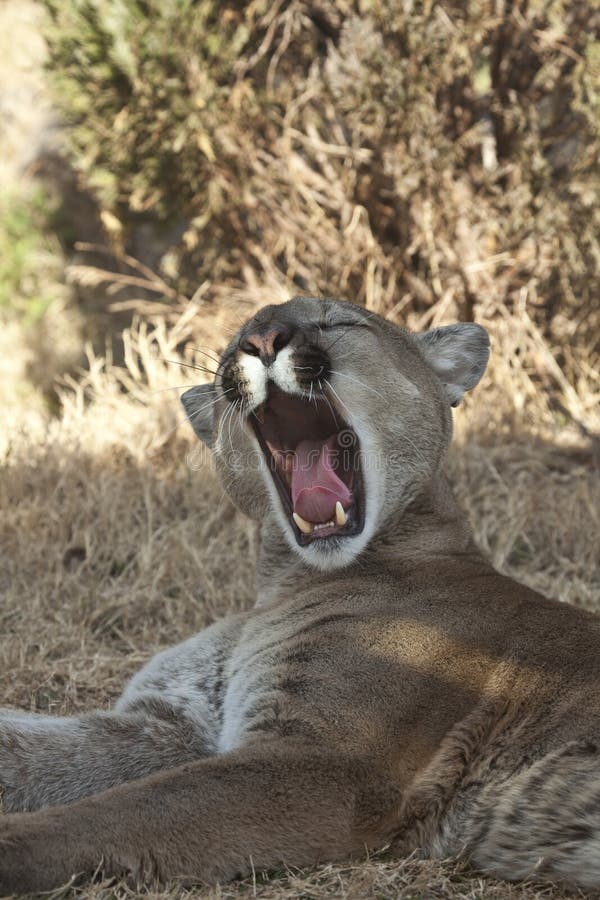 Florida Panther - Puma Concolor Stock Photo - Image of concolor, felin ...