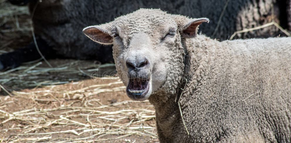 Yawn Sheep stock photo. Image of yawn, yawning, goat - 56708918