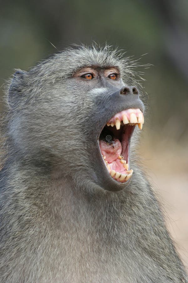 15+ Angry baboon Free Stock Photos - StockFreeImages