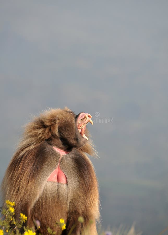 Yawning baboon stock image. Image of fluffy, cynocephalus - 30848613