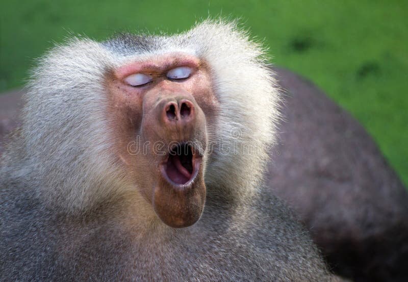 Yawning baboon stock image. Image of fluffy, cynocephalus - 30848613