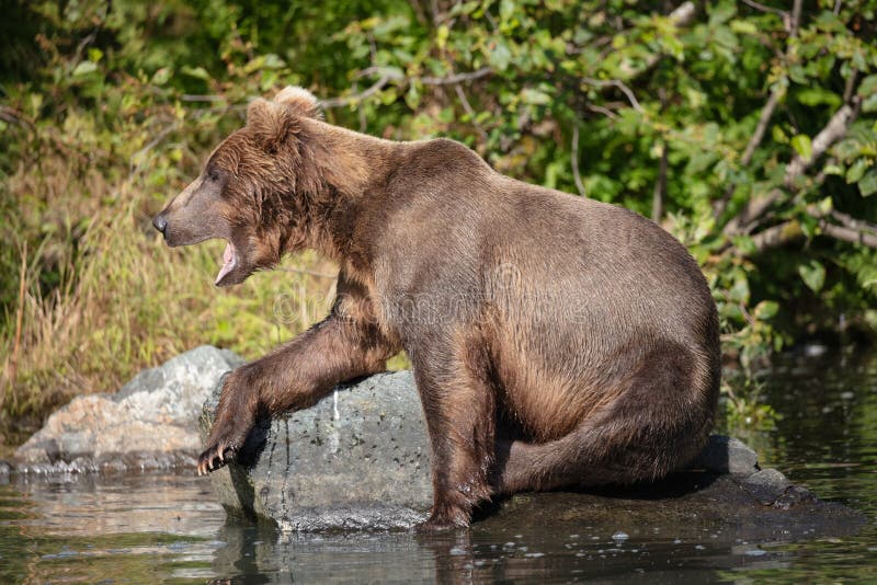 Yawning Bear Resting on a Rock in the River Stock Image - Image of ...