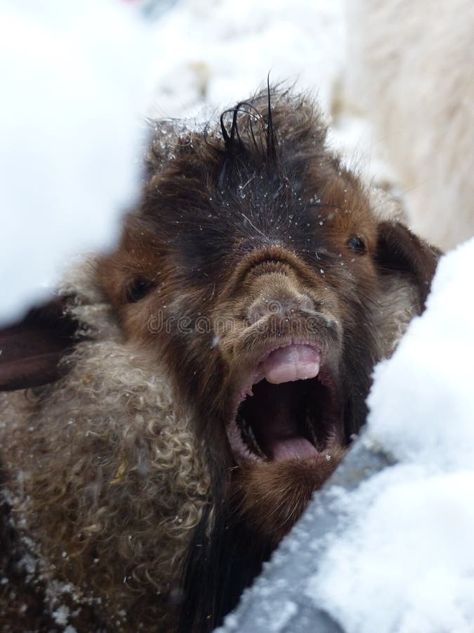 Yawning Billy Goat stock photo. Image of yawning, snow - 55826560