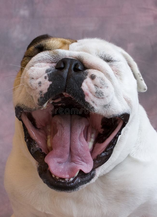 Yawning bulldog stock photo. Image of artistic, sweet - 3439798