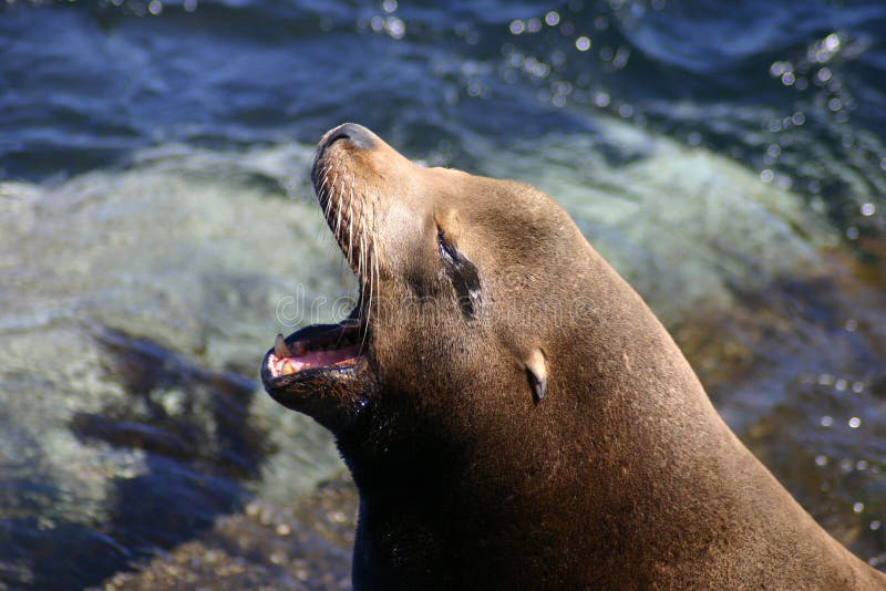 Yawning California Sea Lion Stock Photo - Image of bull, nature: 259690