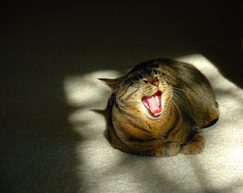 Scared little cat stock image. Image of small, young - 18422407