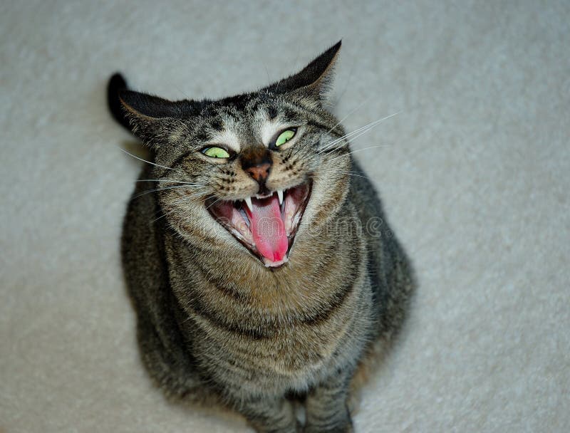 Yawning Cat stock photo. Image of tongue, cute, beauty - 5201286