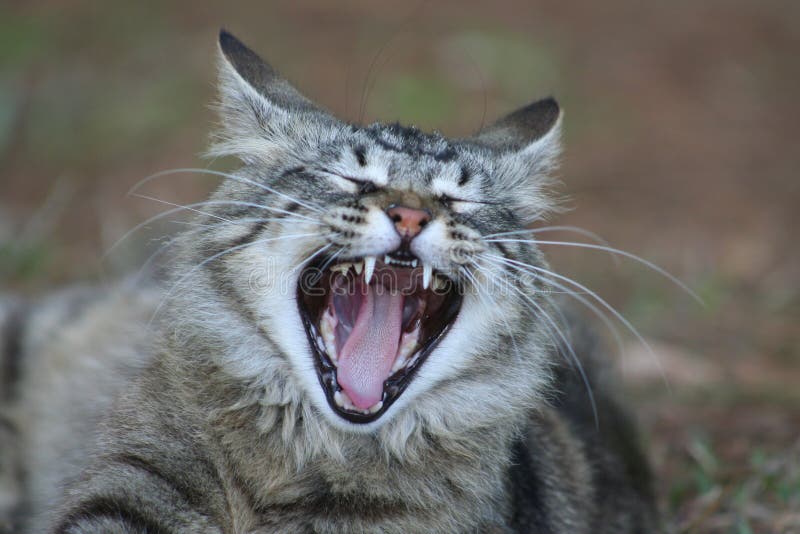 Snarling Cat stock image. Image of hiss, anger, cattitude - 187567