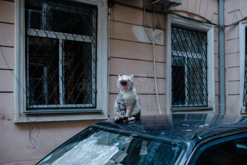 Yawning Cat. Brazen Cat Sitting on the Car Stock Image - Image of face ...