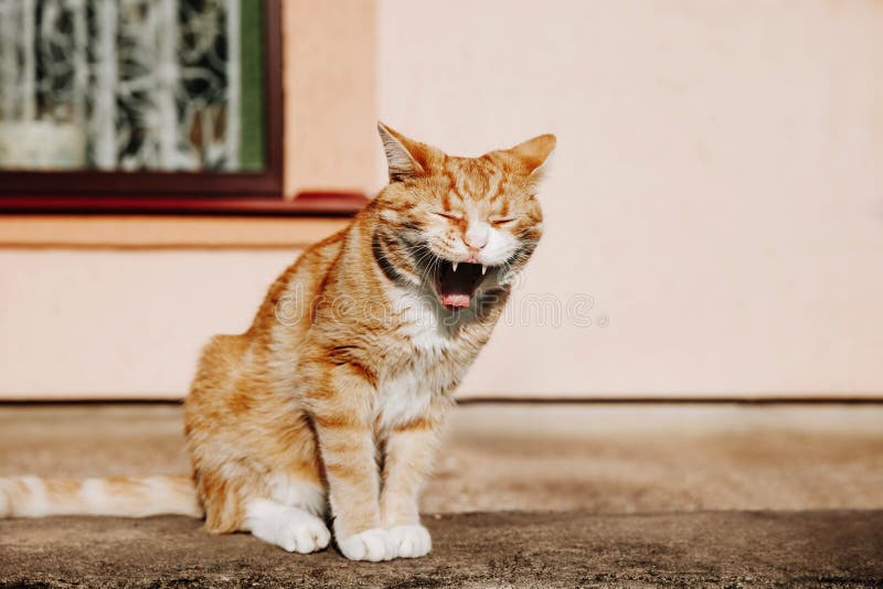 Yawning Cat in Front of the House Stock Photo - Image of kitty, body ...