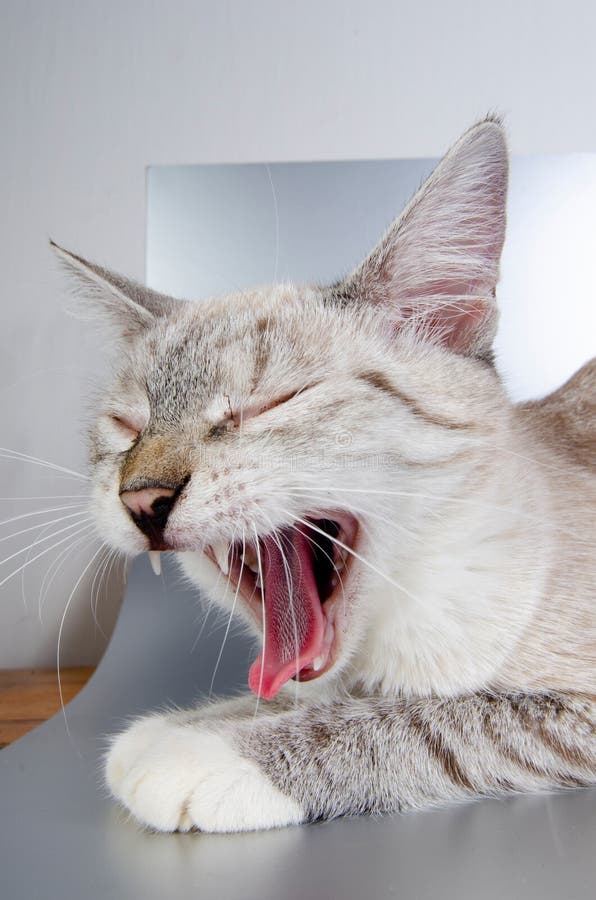 Portrait of Cat with Big Ears, Wide Angle Stock Image - Image of gray ...