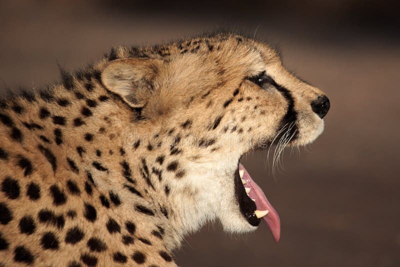 Cheetah side view profile stock image. Image of hair - 16321463