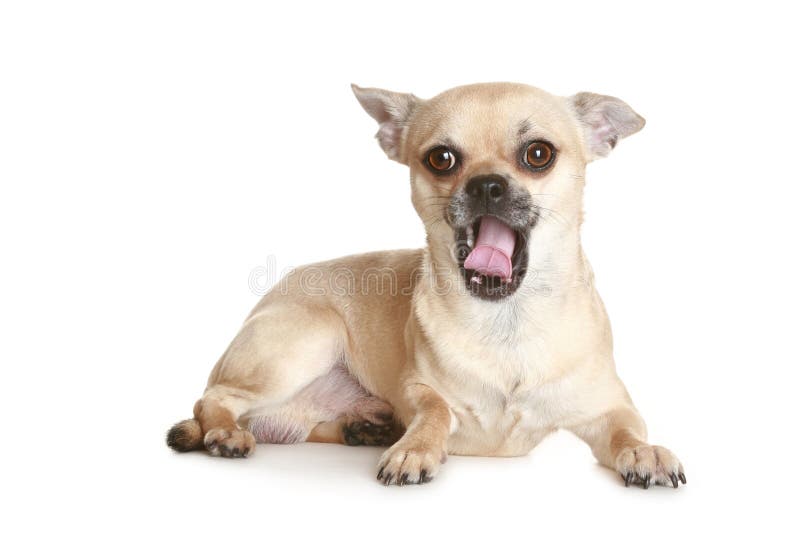 Funny Chihuahua Puppy Yawning Stock Image - Image of looking, mexican ...