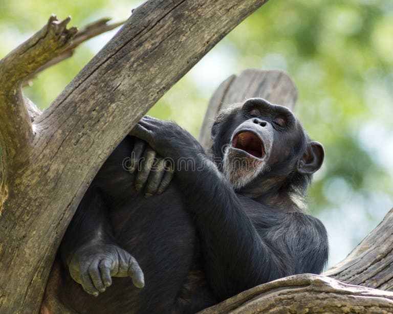 Yawning chimpanzee stock image. Image of wildlife, face - 36865813