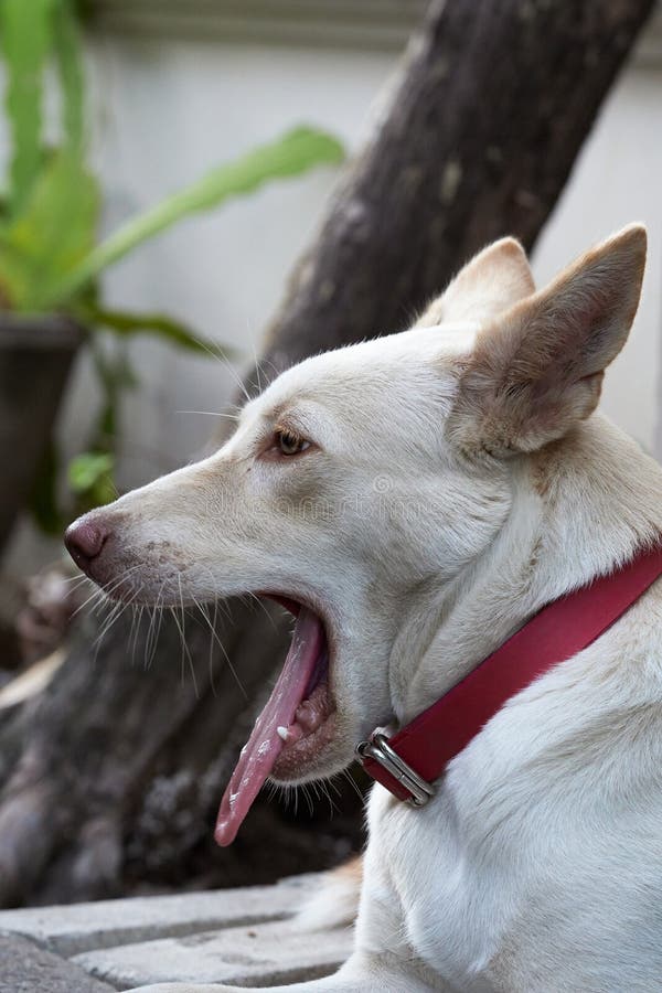 14,556 Long Tongue Photos - Free & Royalty-Free Stock Photos from ...