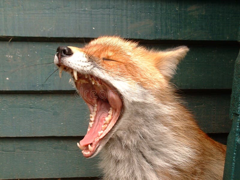 Yawning Fox stock photo. Image of tongue, sleepy, head - 170436