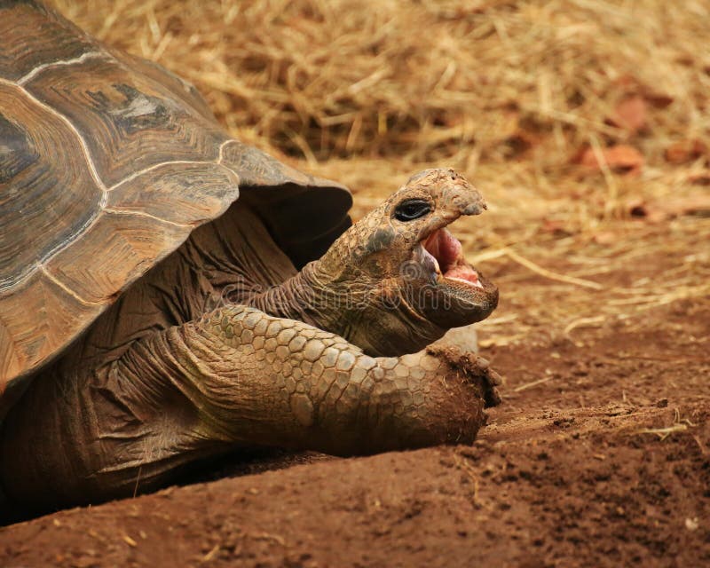 Yawning Galapagos Tortoise (Chelonoidis Niger) on the Ground Stock ...