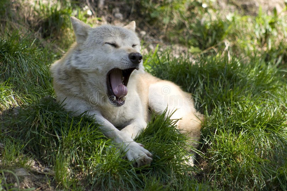 Yawning grey wolf stock image. Image of life, exotic, wild - 3230249