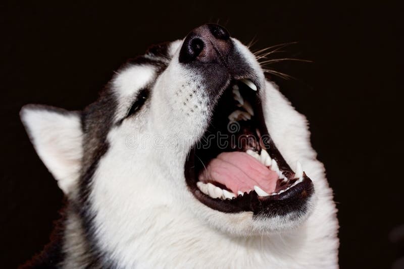 Yawning husky stock photo. Image of snout, furry, silly - 4636880