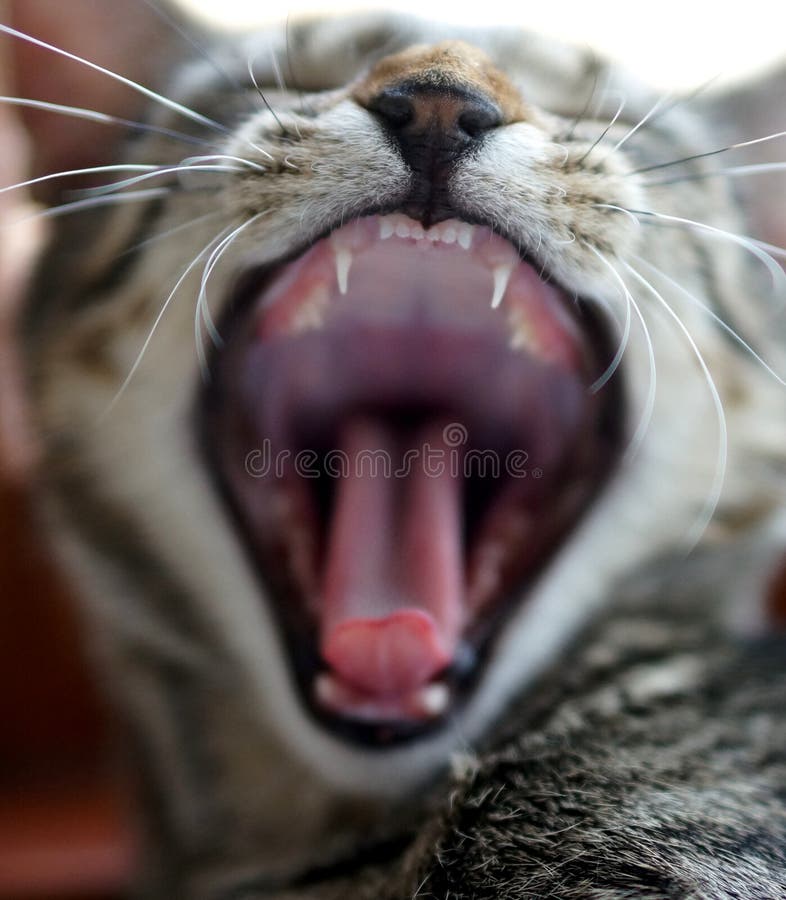 Yawning kitten stock image. Image of yawn, tabby, yawning - 76798117
