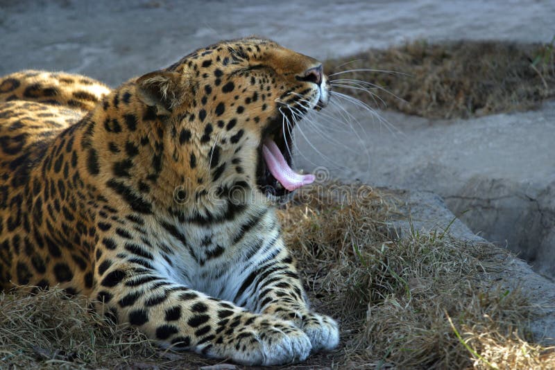 Yawning Leopard stock image. Image of leopard, mouth, cleft - 525463