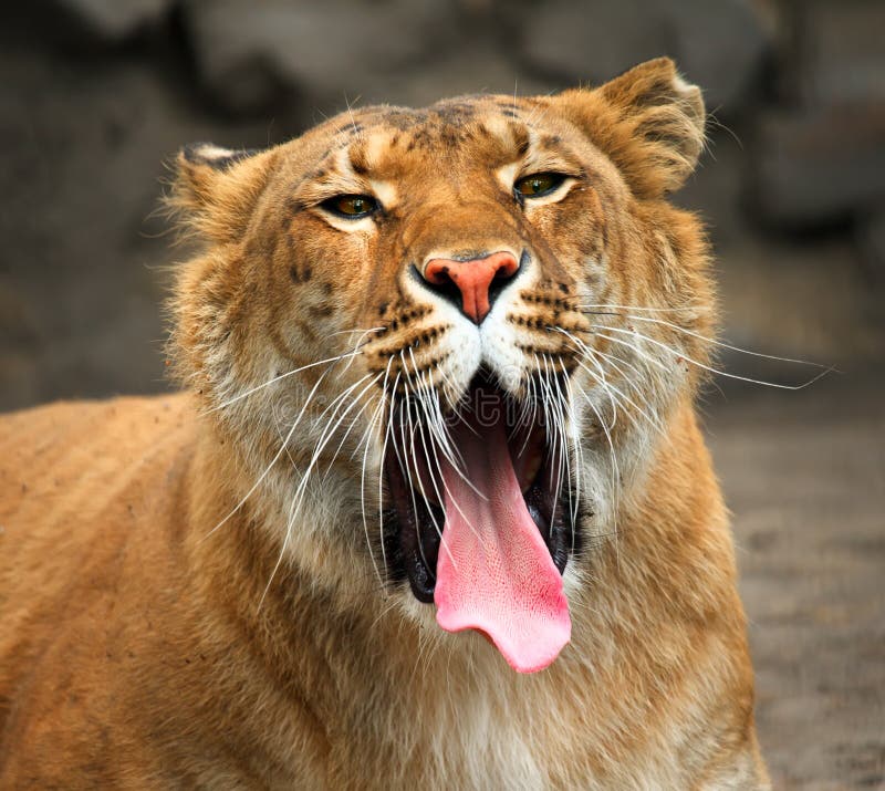 Liger stock image. Image of fierce, feline, claw, predator - 16953361