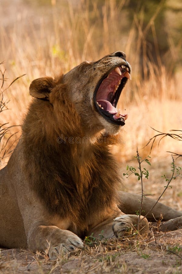 Lioness stock image. Image of teeth, wildlife, africa - 11061785