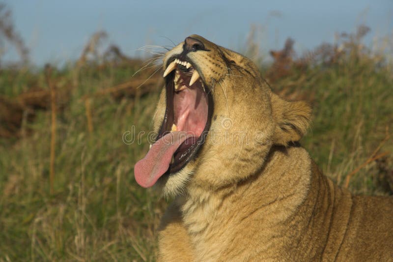 Yawning Lion stock photo. Image of wake, sleep, female - 914964
