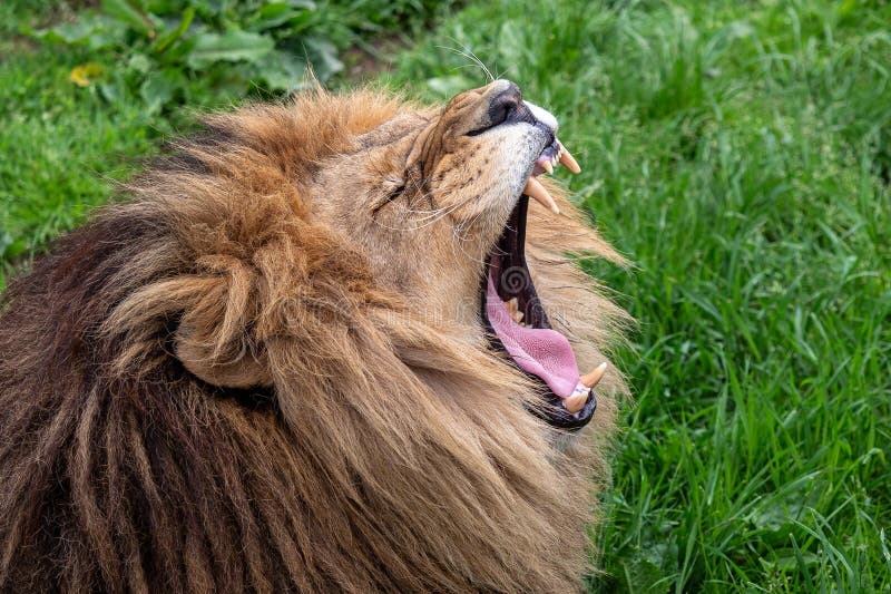 Yawning Lion with Very Sharp Teeth Stock Photo - Image of animal ...