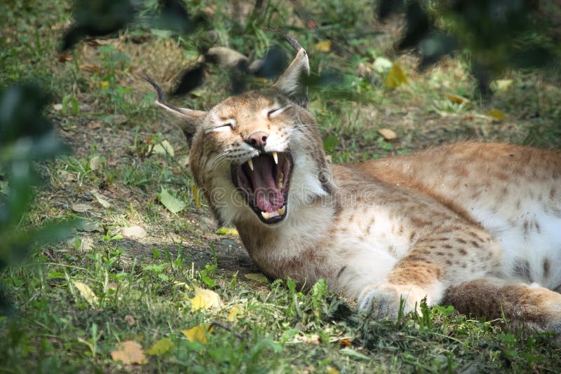 Yawning Lynx stock photo. Image of pyrenees, wildlife - 32957424