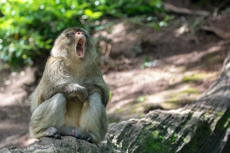 Monkey Yawning Stock Photos - Download 394 Royalty Free Photos