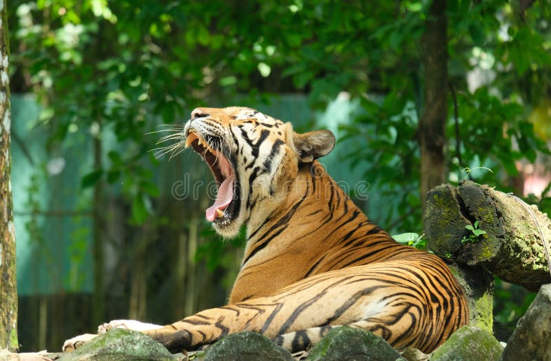 Yawning Malayan Tiger stock image. Image of malayan - 263326589