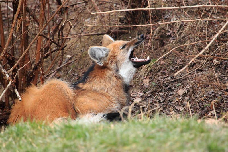 Yawning maned wolf stock image. Image of wild, lying - 23064047
