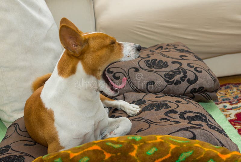 Yawning Morning in a Bed of Basenji Dog Stock Photo - Image of adorable ...
