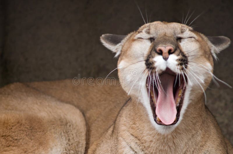 Puma stock image. Image of male, wildlife, cougar, lions - 475213