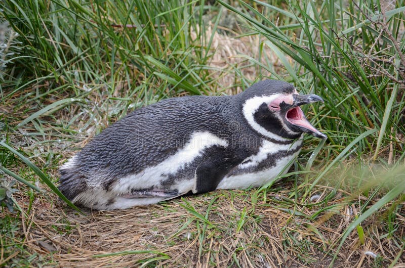 Tired old and sad penguin stock image. Image of bird - 188649853