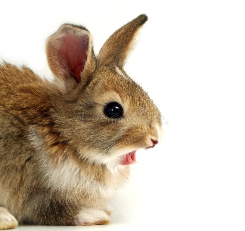 Yawning Rabbit stock photo. Image of fuzzy, live, hair - 3543422
