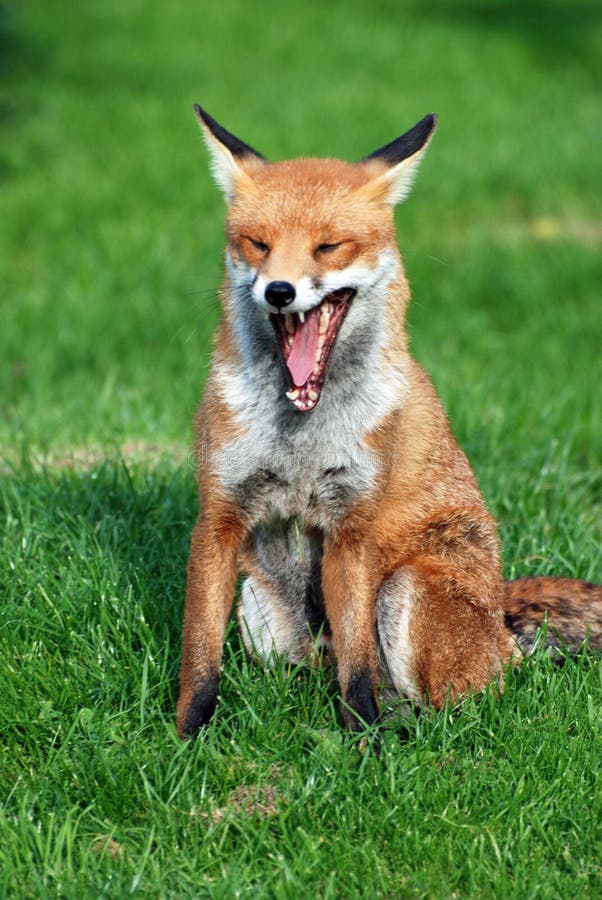 Yawning Red Fox stock photo. Image of open, common, mouth - 6637962