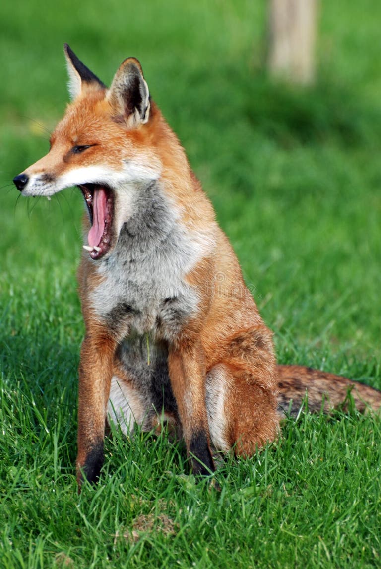 1,983 Red Fox Profile Stock Photos - Free & Royalty-Free Stock Photos ...
