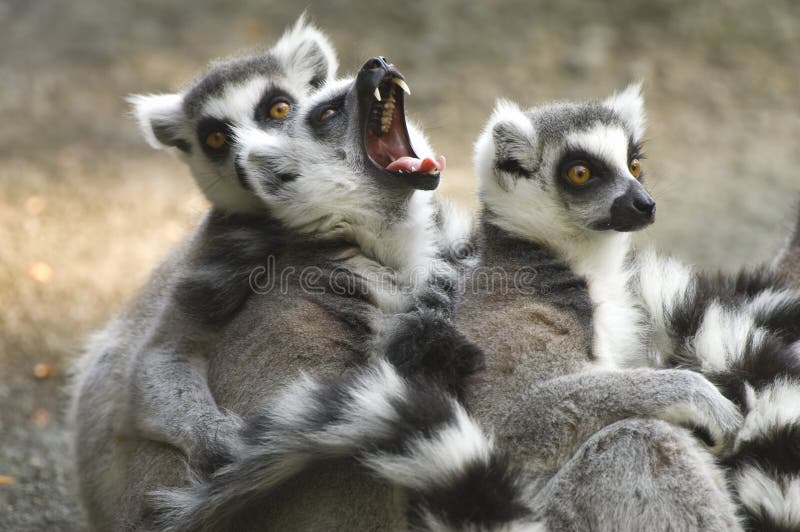 Yawning Ring-tailed Lemur with Group Stock Image - Image of primate ...