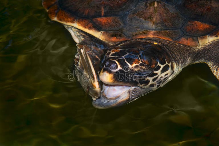 Sea Turtle Yawn Stock Photos - Free & Royalty-Free Stock Photos from ...