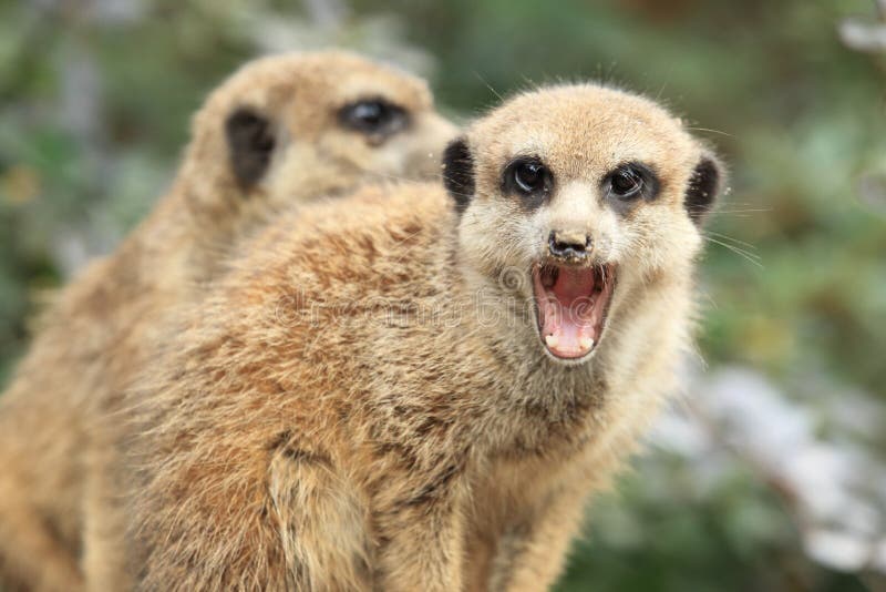 Suricate stock image. Image of adult, nature, suricatta - 29551007