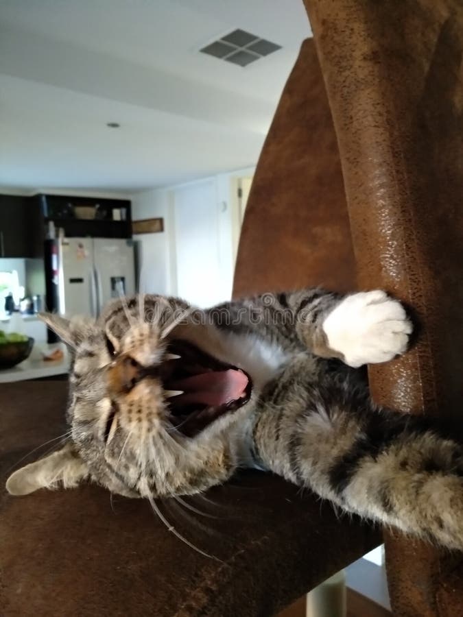 Yawning talking cat stock image. Image of yawning, talking - 117687383