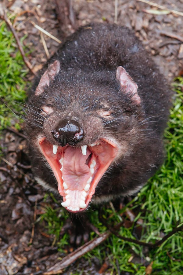 Tasmanian Devil Yawn Stock Photos - Free & Royalty-Free Stock Photos ...