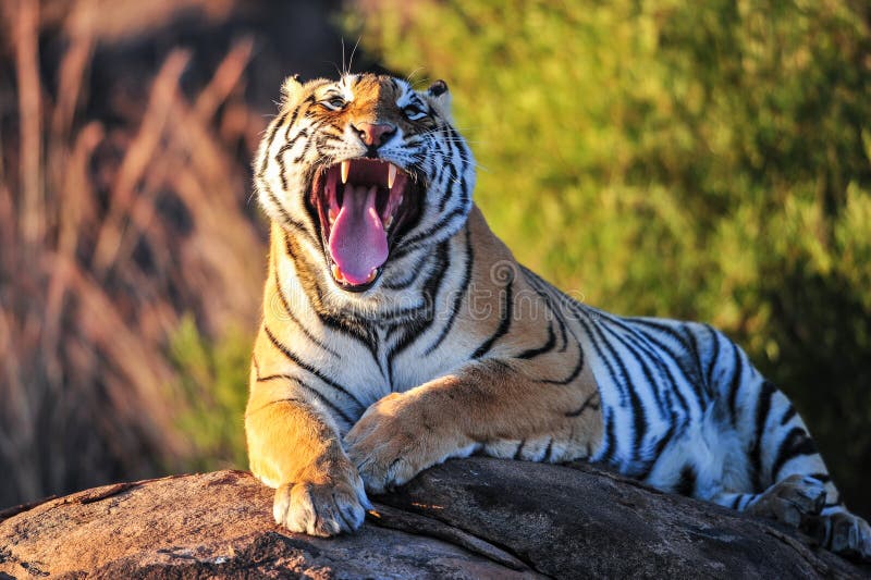 Yawning Tiger stock photo. Image of face, jungle, color - 40781898