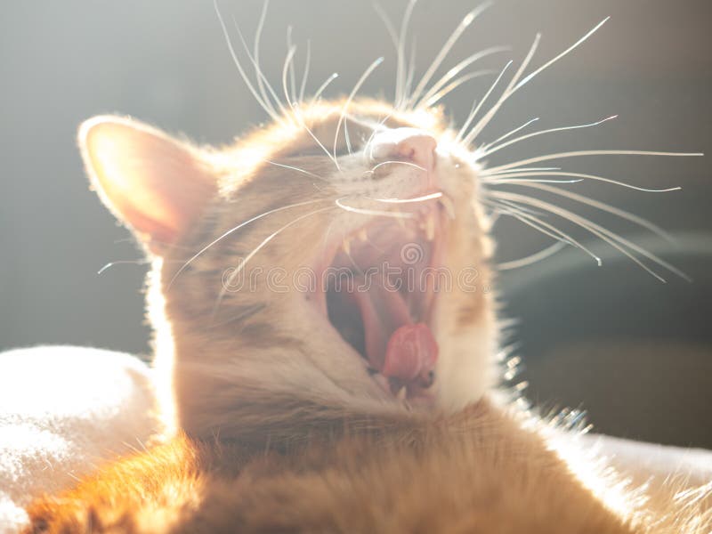 The Yawping Red Cat in the Sunbeam. Stock Photo - Image of relax, kitty ...