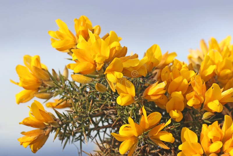 Gorse Bush in Flower in Close Up Stock Photo - Image of color, green ...