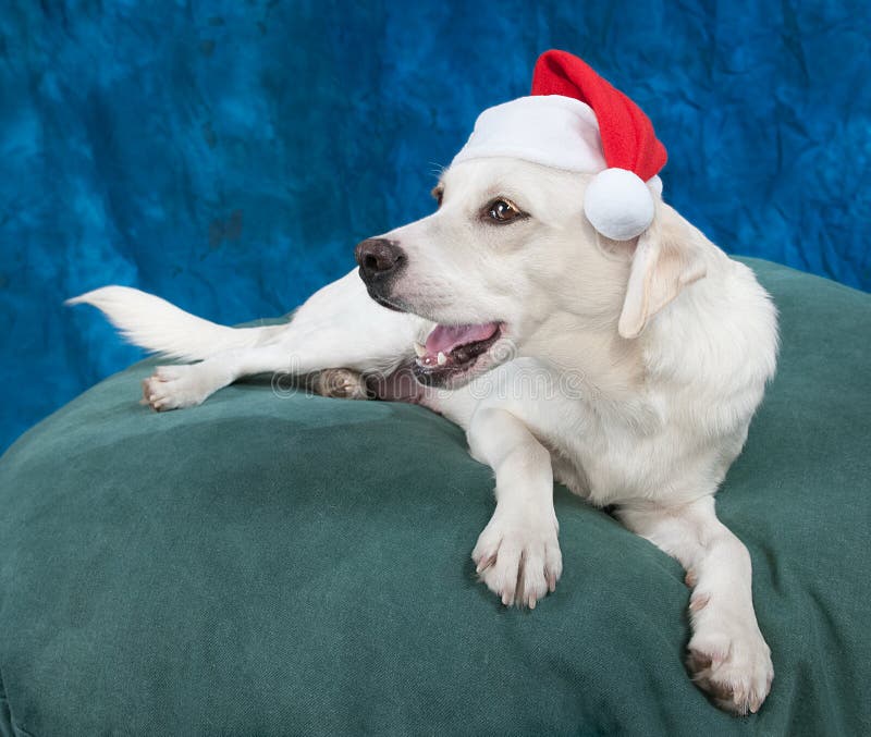 Yea Christmas! stock image. Image of retriever, labrador - 13455119