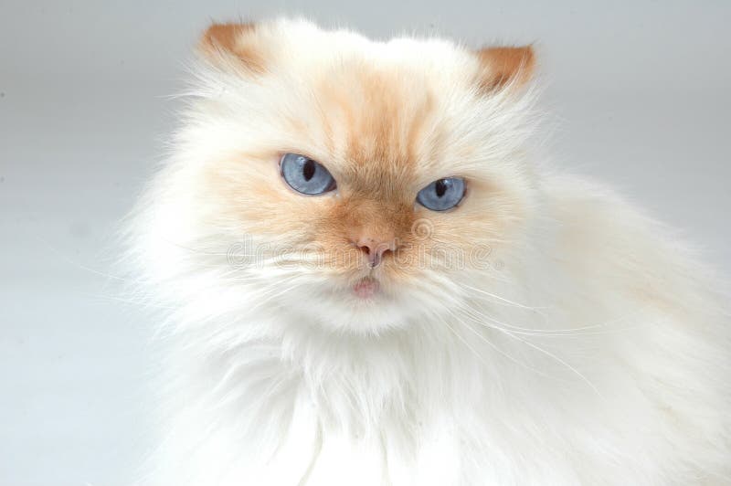 Boys and Dog stock photo. Image of family, children, golden - 1324598